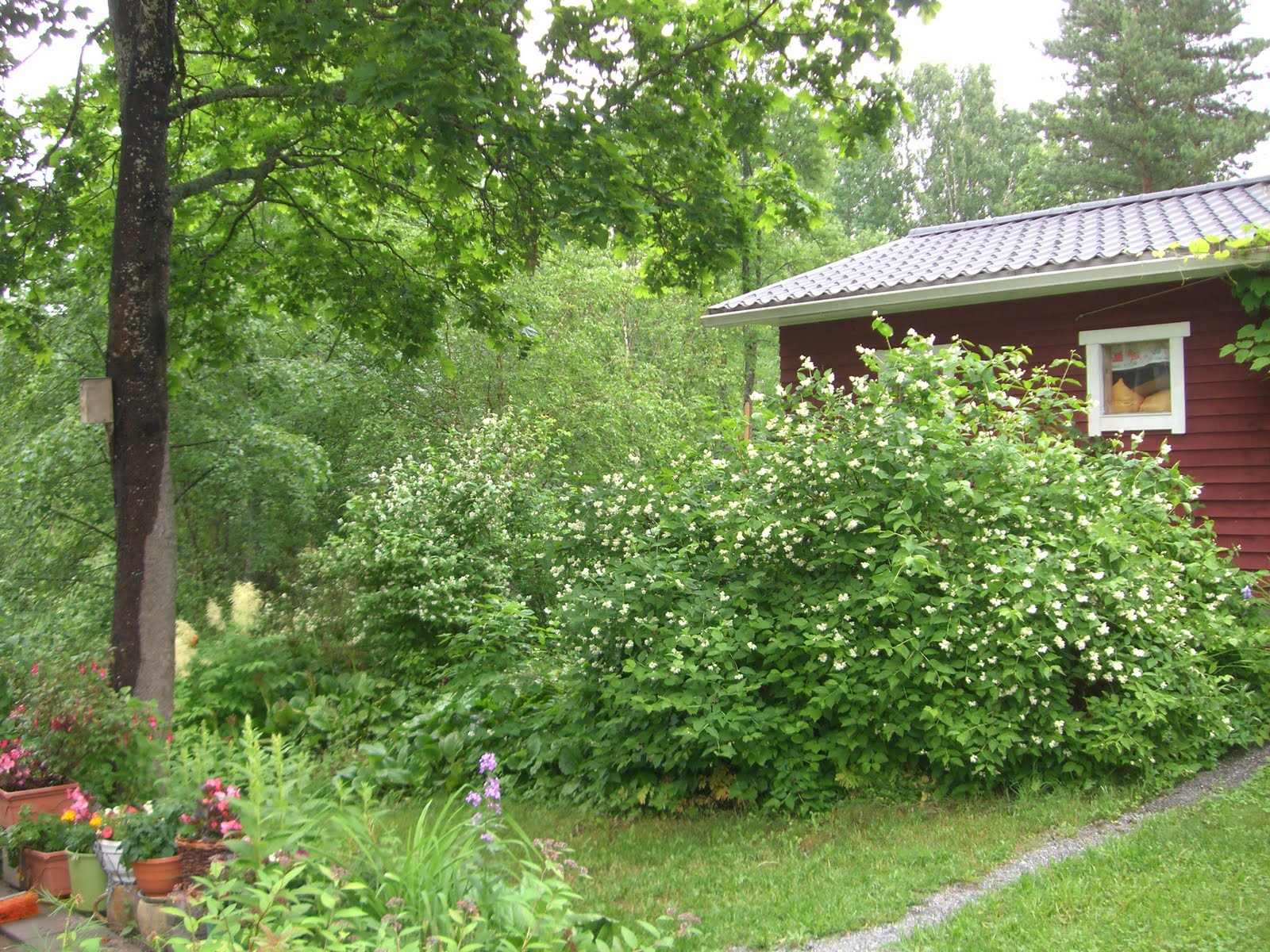 Tertun kasvimaailma: Jasmikkeiden seurapiiri, heimo Hydrangeaceae