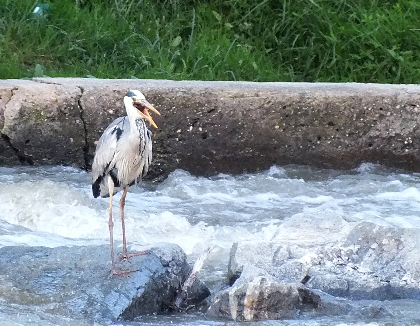 Jurnal unui desculț : starc cenusiu baraj raul vedea alexandria teleorman