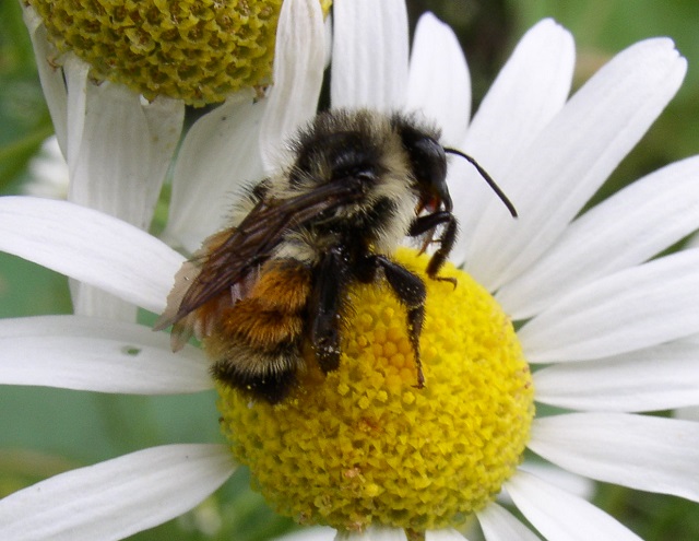 BeautifulNativePlants: Bumble Bees: Panda Bears of the Insect World