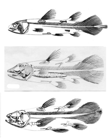 Mostly Open Ocean: The evolution of living fossils