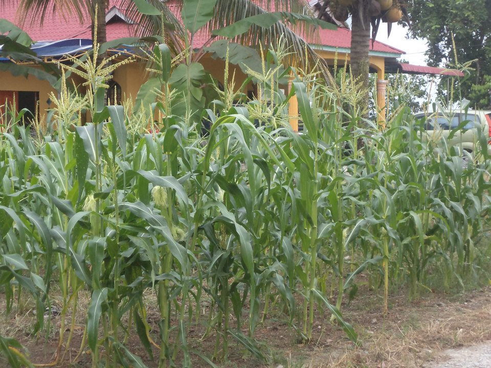 anaklaut: JAGUNG MANIS