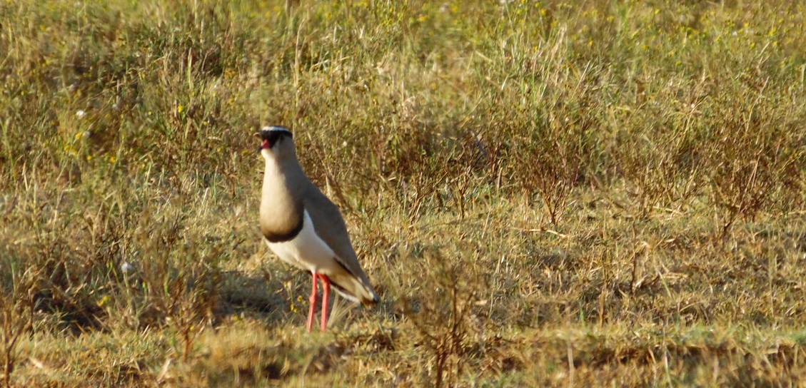 THE BIRDS: TALA NATURE RESERVE AND SURROUNDS