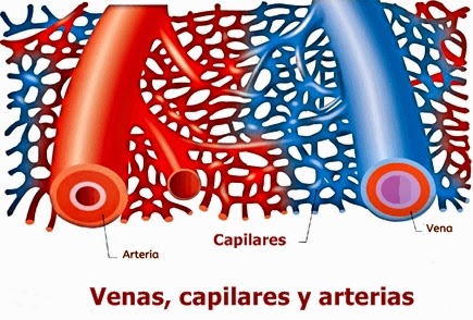 Intercambio capilar de líquidos, nutrientes y hormonas