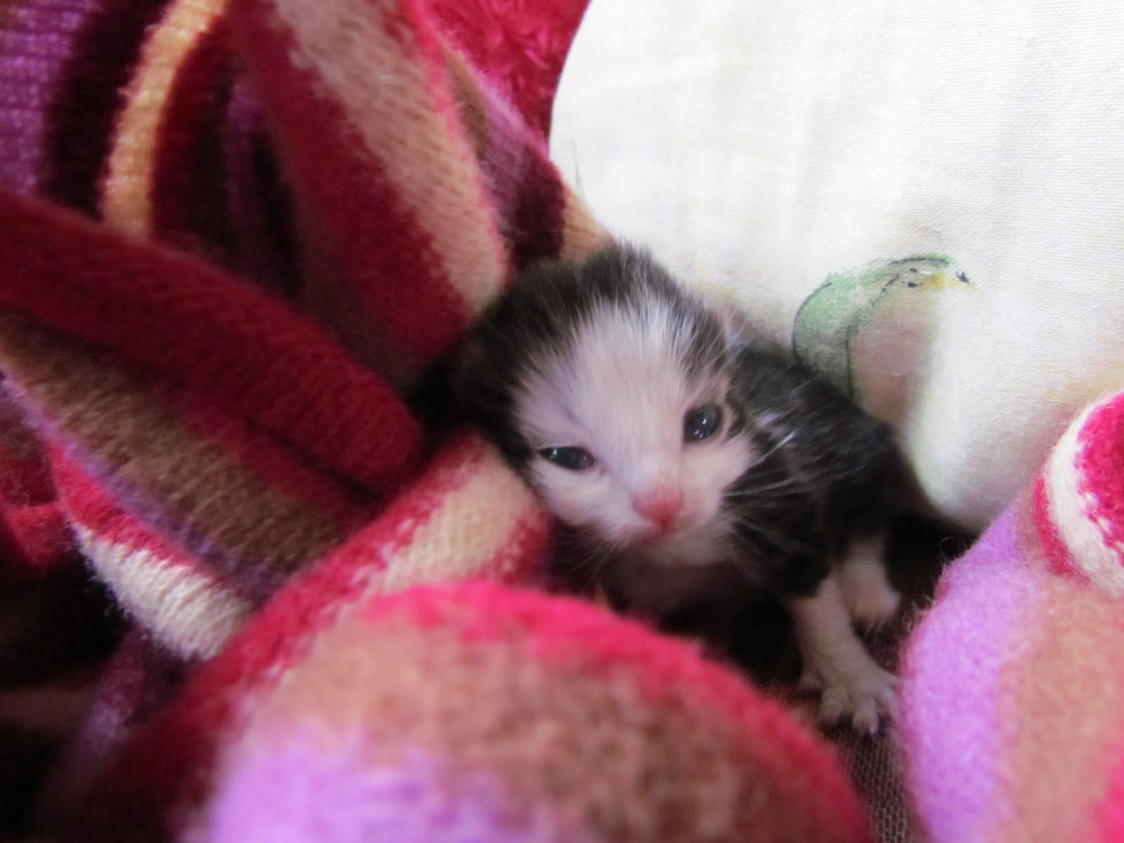 toutes les photos de chatons