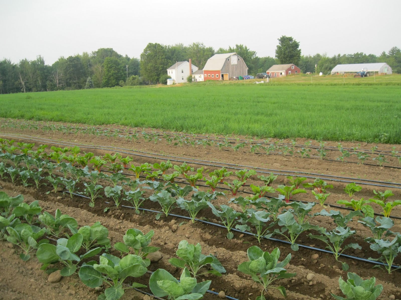 black kettle farm: The Farm
