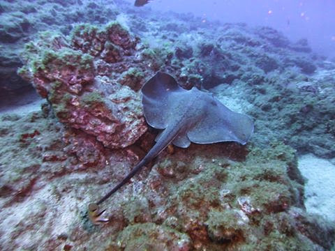 Canarian Sea: Runder Stechrochen – Taeniura grabata