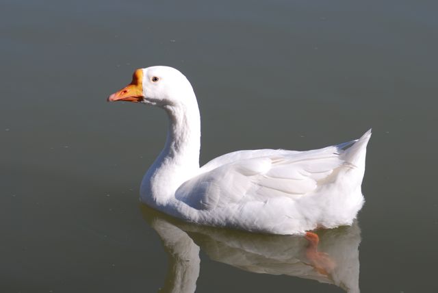 TAMAN SAINS: Haiwan Bertelur