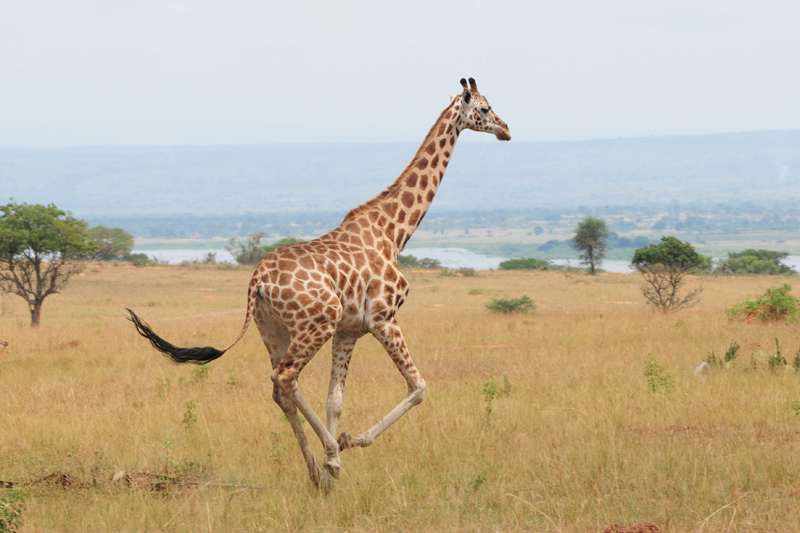 (More Than) A Spot in the Sun: The Camel Leopard!
