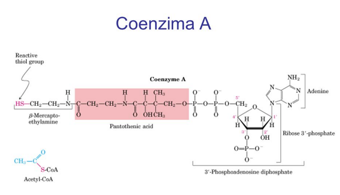 - Cousas de Bioloxía -: Coenzima A
