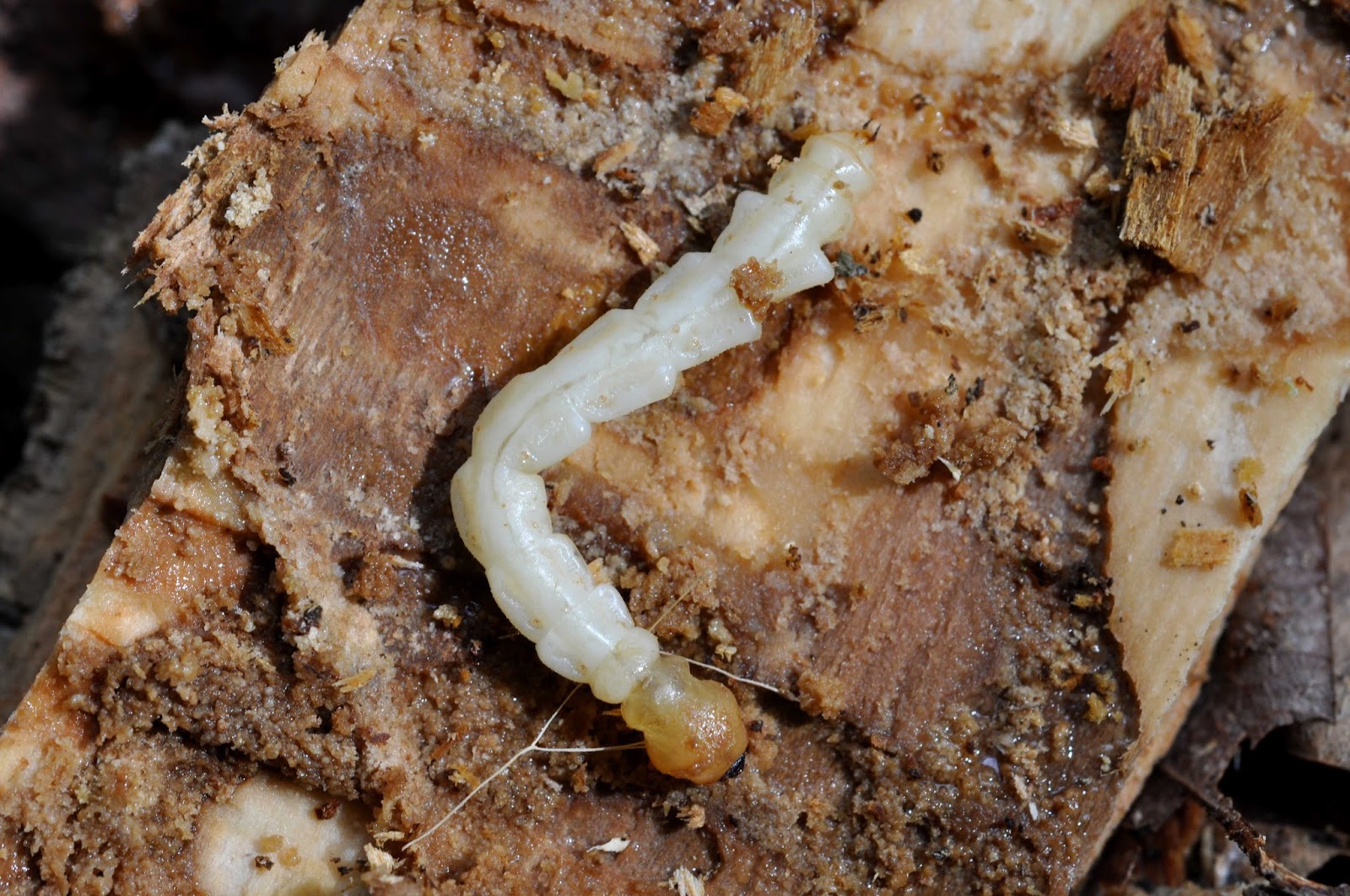 Central Pennsylvania Forestry: Some Good News About Emerald Ash Borer