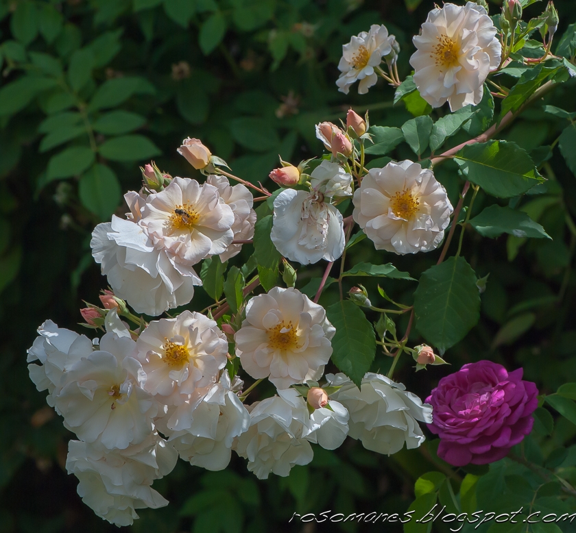 A Rose is a Rose...: Midsummer Roses