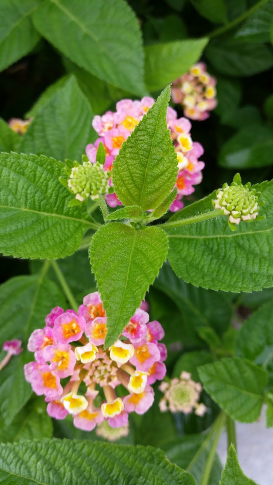 Warisan Petani: Pokok Lantana aka Pokok Bunga Tahi Ayam.