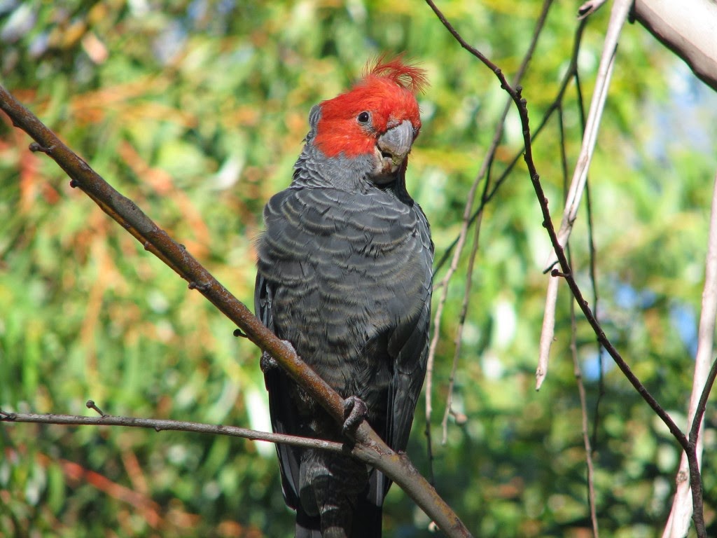 Australian Birds - Pets