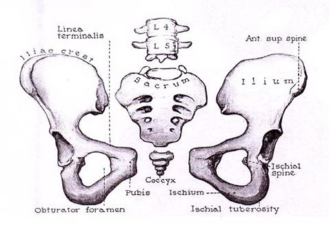 HARDIN BURUHI: MAKALAH ANATOMI JALAN LAHIR