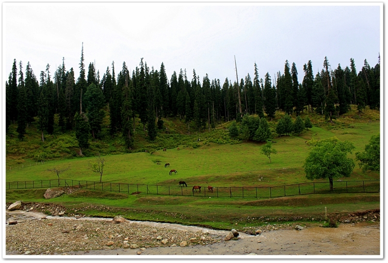 Heaven on Earth in Jammu Kashmir: Yusmarg