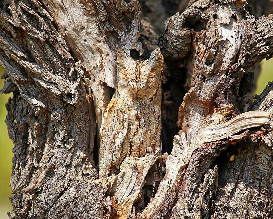 10 hiding insects and animals ... can you find them ? - optical illusions