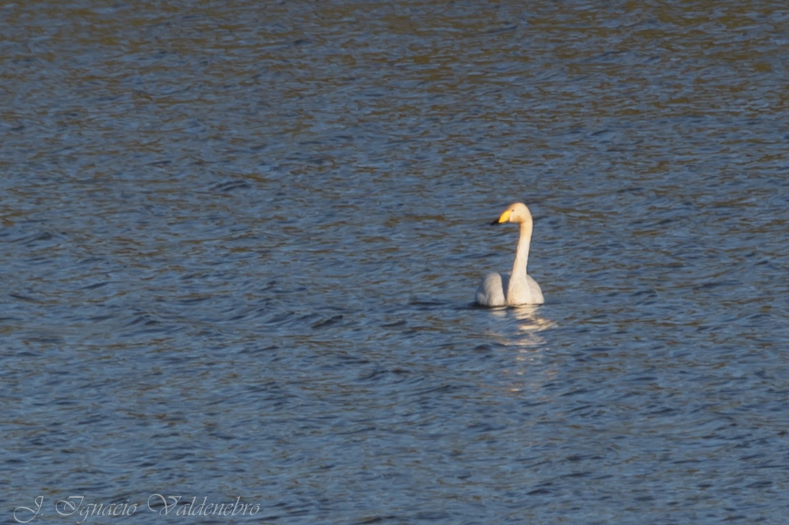 DocNatureBlog: El cisne que vino del frío. Cisne cantor (Cygnus cygnus ...