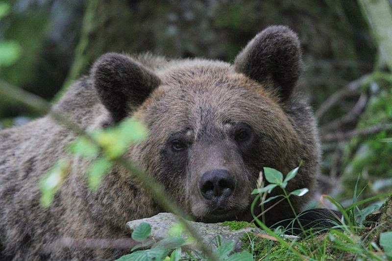 Balkan Lov: SMEĐI MEDVJED - URSUS ARCTOS