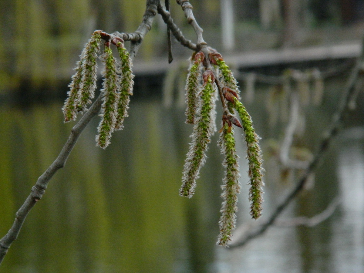 LA MULTI ANI, ROMANIA!: Pom inflorit cu matisori
