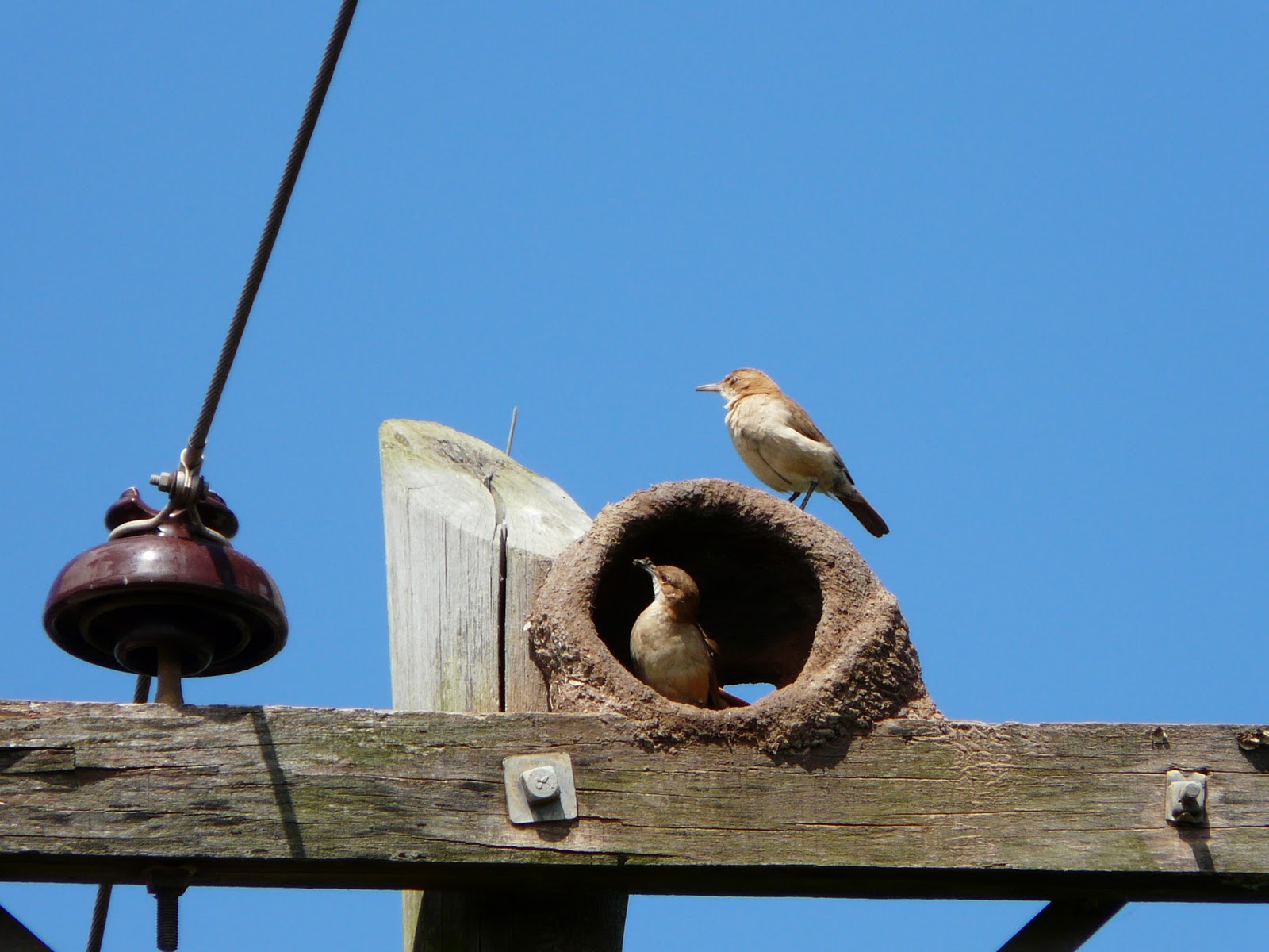 Aves de mi Tierra: Hornero (Furnarius rufus)