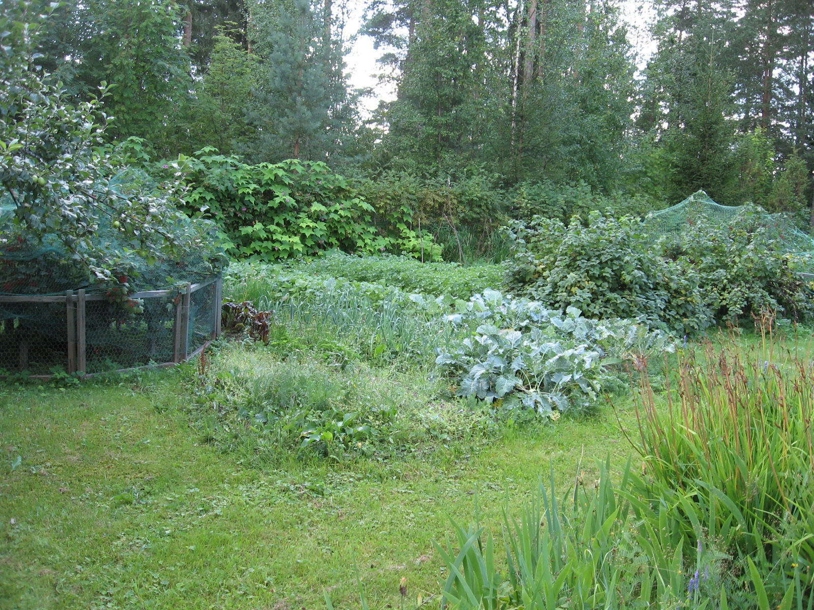 Miehenkuvan maailma: Kasvimaa