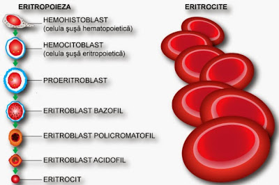 Biologija u nastavi: KRV, SASTAV I ULOGA
