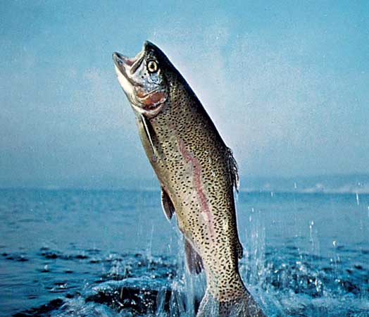 WildLife: Trout Fish Images 2011