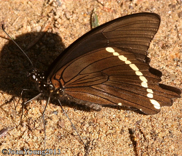 South African Photographs: Green-banded Swallowtail (Papilio nireus lyaeus)