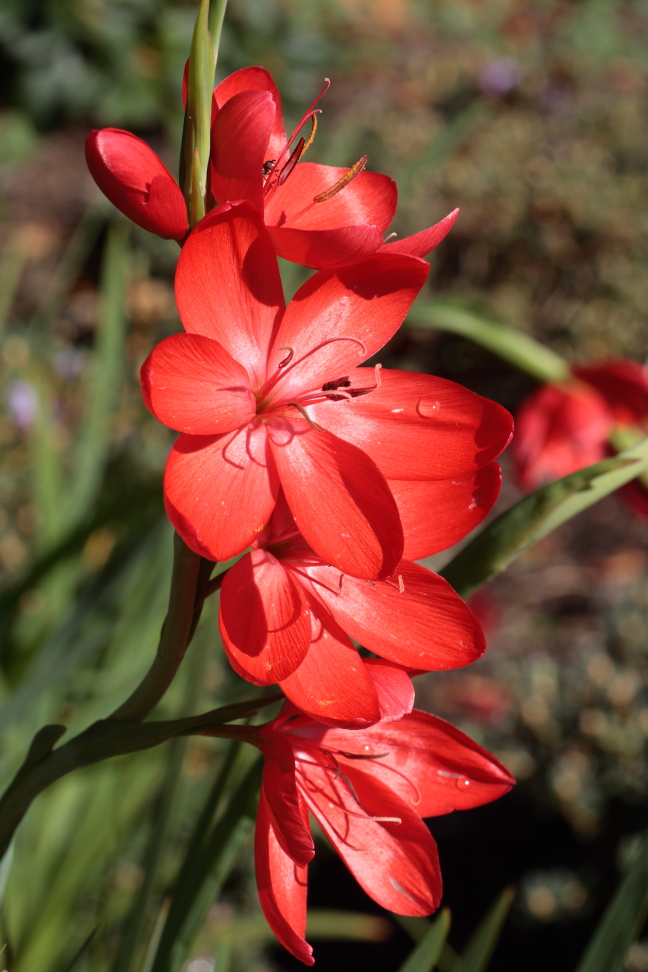John & Maria's Garden Pages: Schizostylis - bright autumn blooms