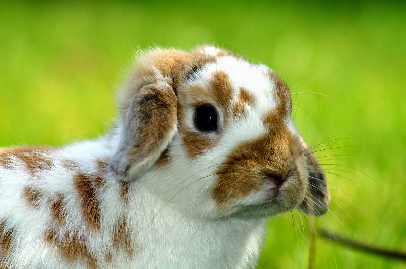 Imagenes de Conejos: marzo 2016