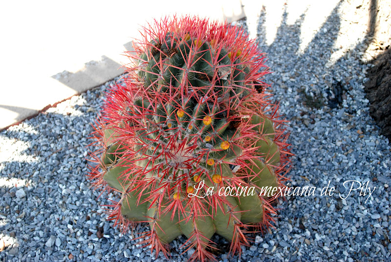 Chile poblano en escabeche relleno de atún | La Cocina Mexicana de Pily