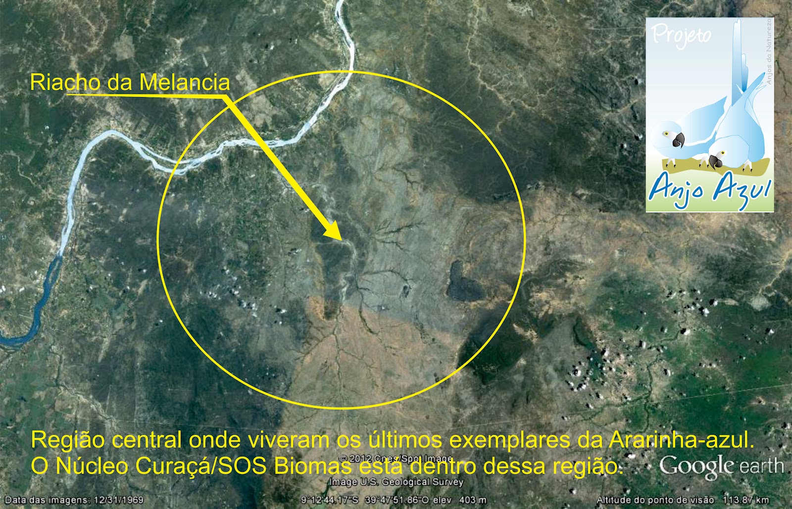 Projeto Anjo Azul: Ararinha-azul (Cyanopsitta spixii)