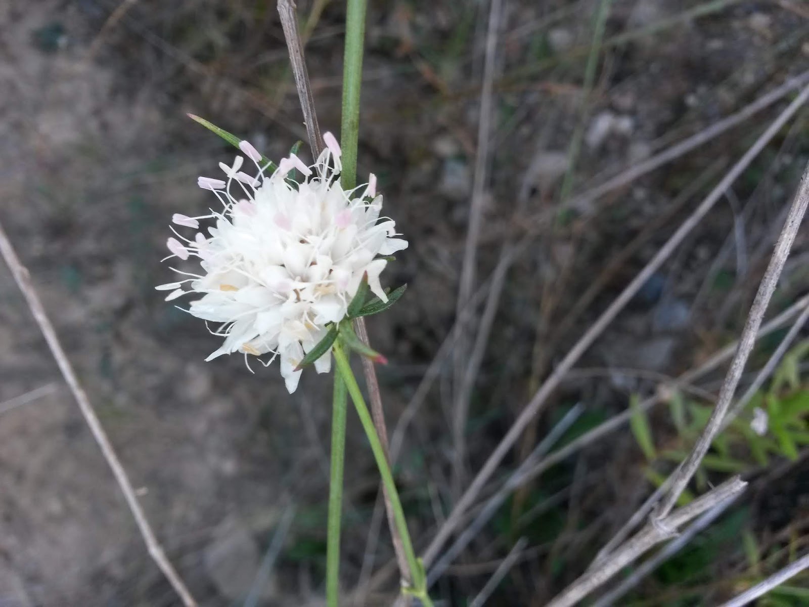 Aventuras en la Palma d´Ebre: LA PRIMA DE LA CARDETA