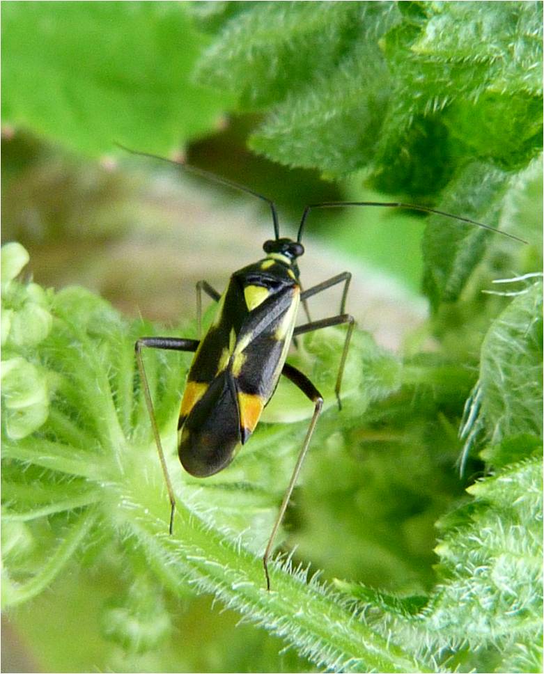 Insects of Scotland: True Bugs