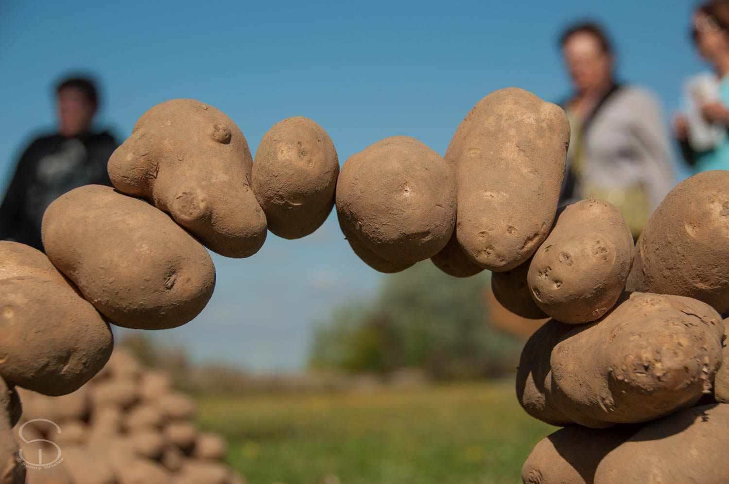 Thinking With My Hands: All Eyes On The Potato Arch