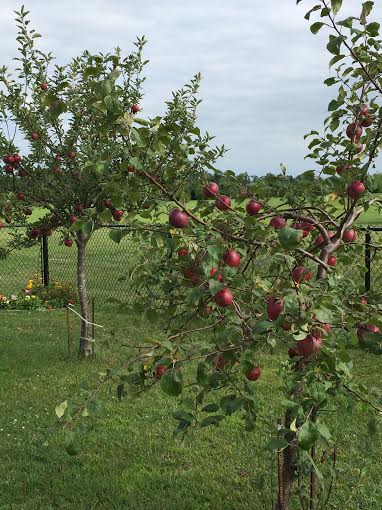 Eight Acres & Bakers: Apple Pie with Oat Crust