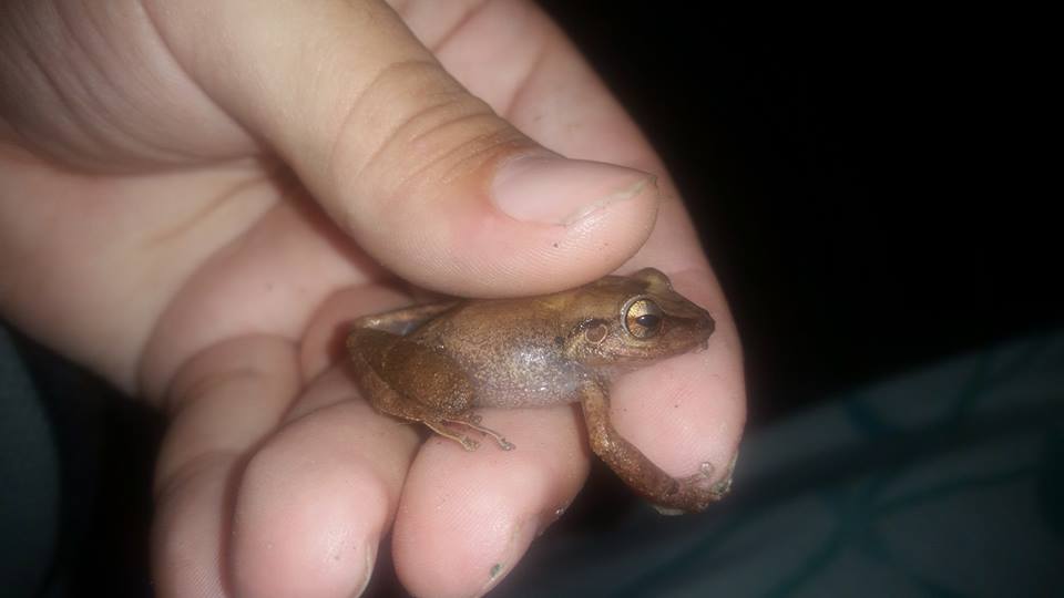 Puerto Rico Biodiversity: 2016