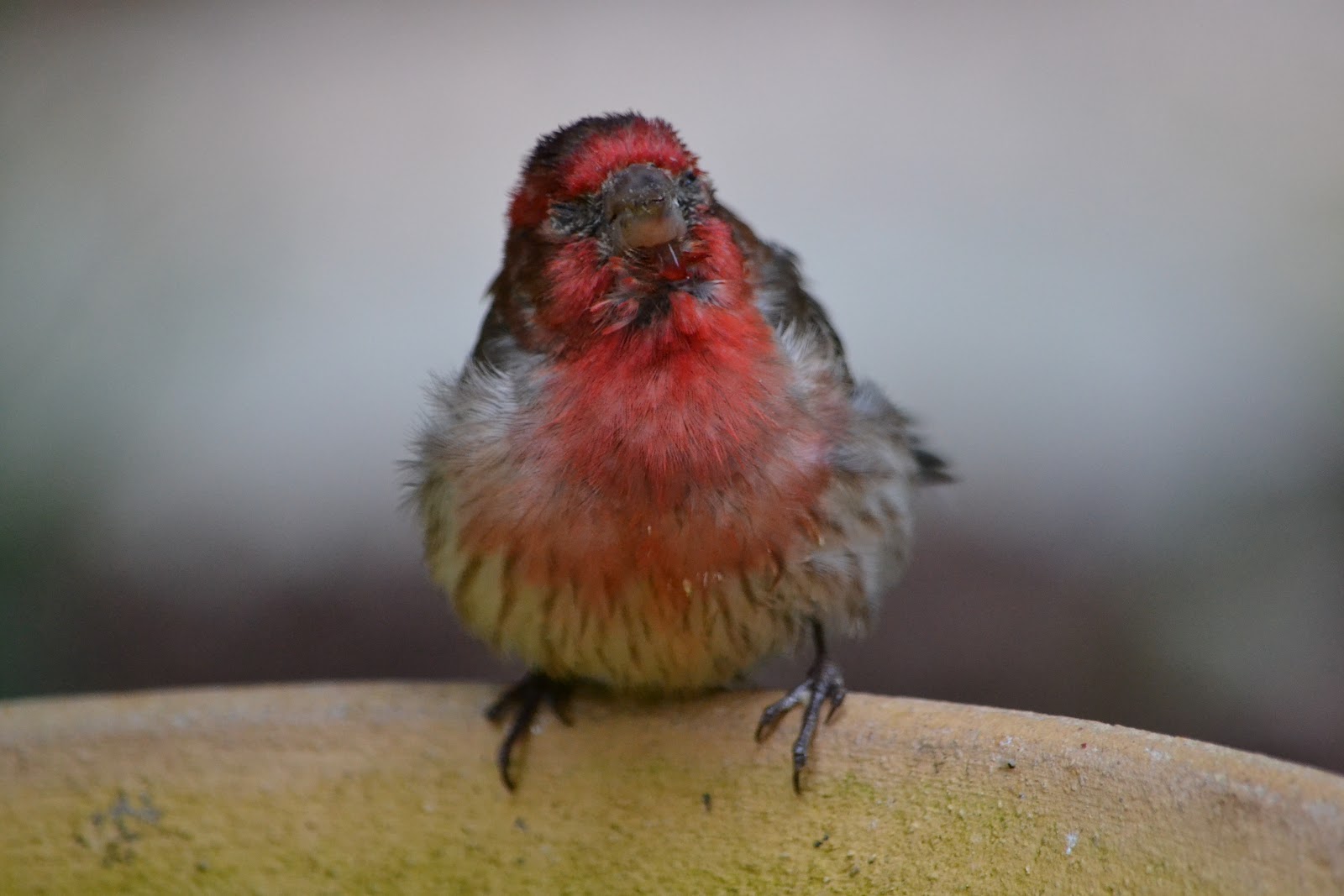 Blue Skies: Learned Something New - House Finch Conjunctivitis