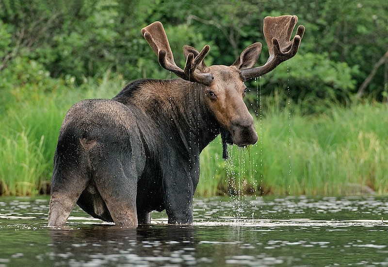 TRAS LAS HUELLAS DE HERÓDOTO. . . : ALCE, SEÑOR DE LA TAIGA.