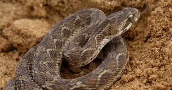 Ular Tanah Pendek Awas Bahaya Gigitan Ular Tanah - ular