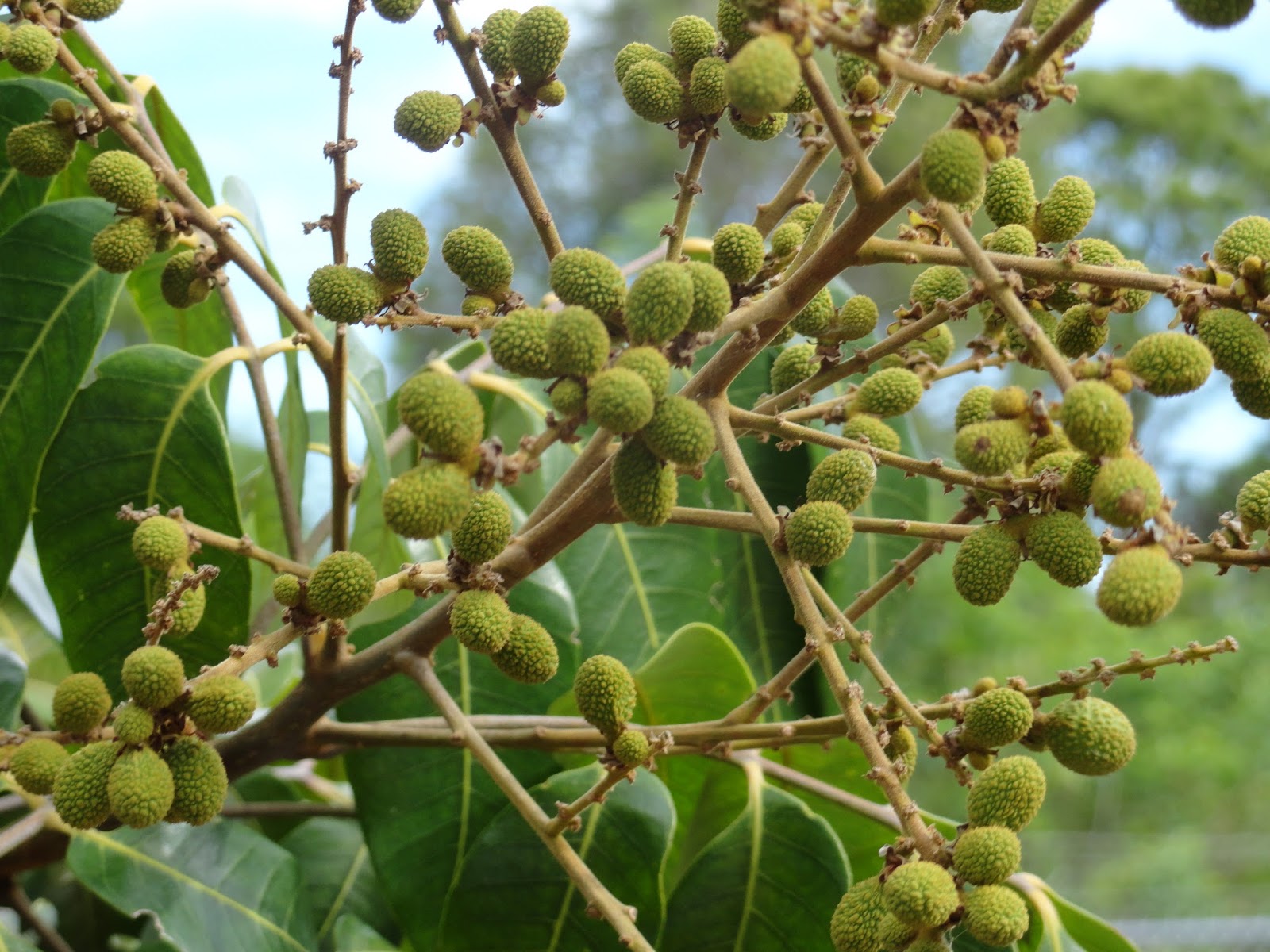 University of Florida/IFAS Charlotte County Extension: Cousin of the ...