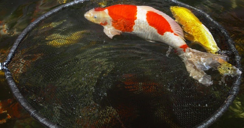 Veja 7 Dicas de como Criar Carpas