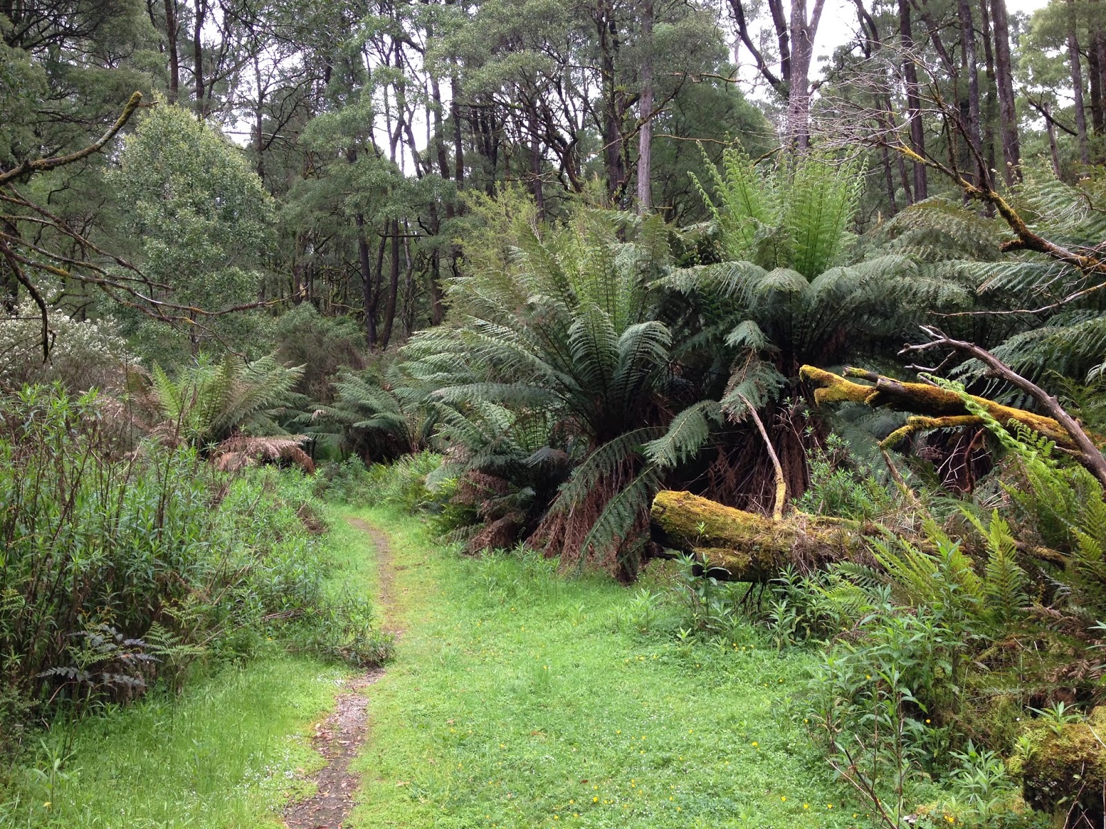 walkabouters club of victoria inc: Mount Worth State Park - Giants ...
