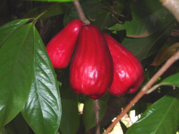 Fruit Warehouse: Jambu Bol (Syzygium malaccense)