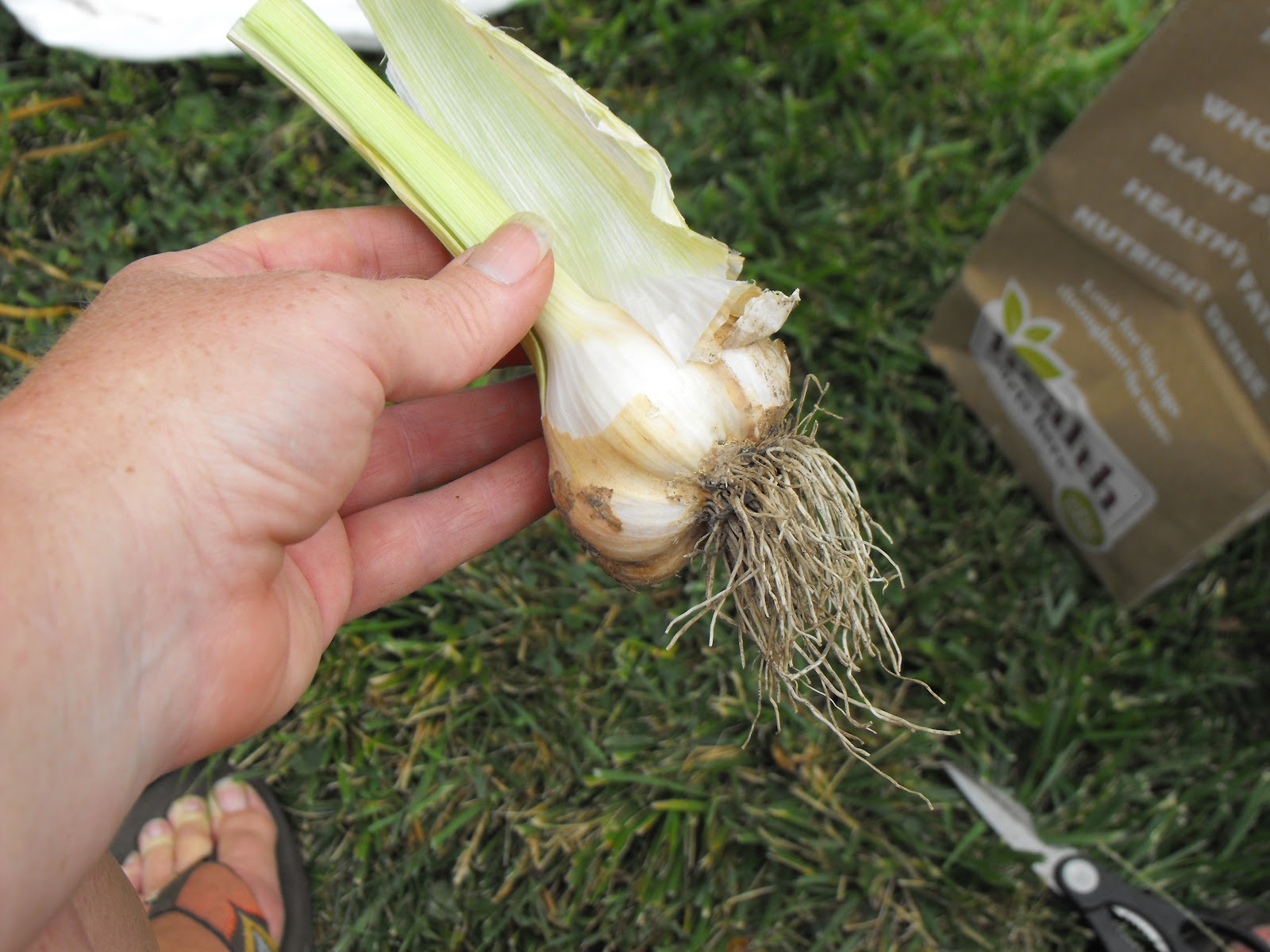 Planting and Harvesting Garlic