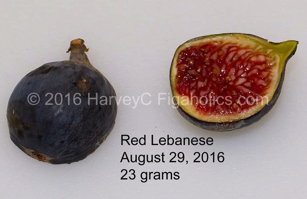 Red Lebanese Fig - Var Tin