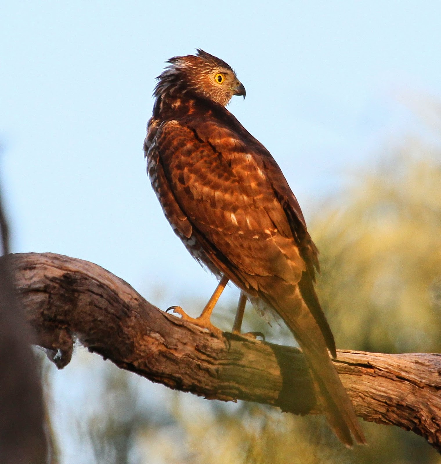 Richard Waring's Birds of Australia: Collared Sparrowhawk photos