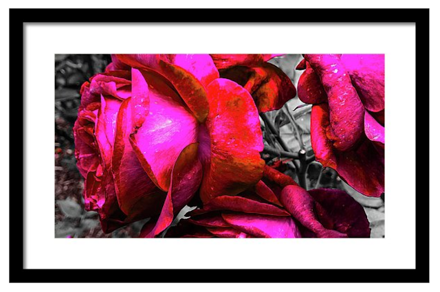 Contemporary Artists of Washington: "Pink Roses" Floral Fine Art ...