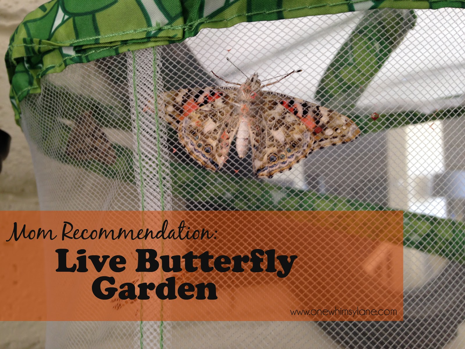 Live Butterfly Garden - One Whimsy Lane