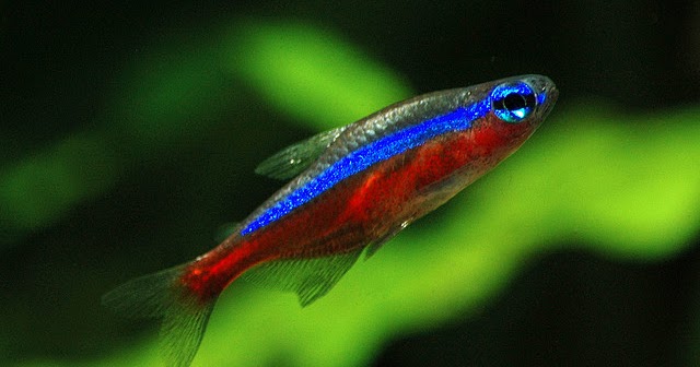 IKAN TETRA & AQUASCAPE: Cardinal Tetra